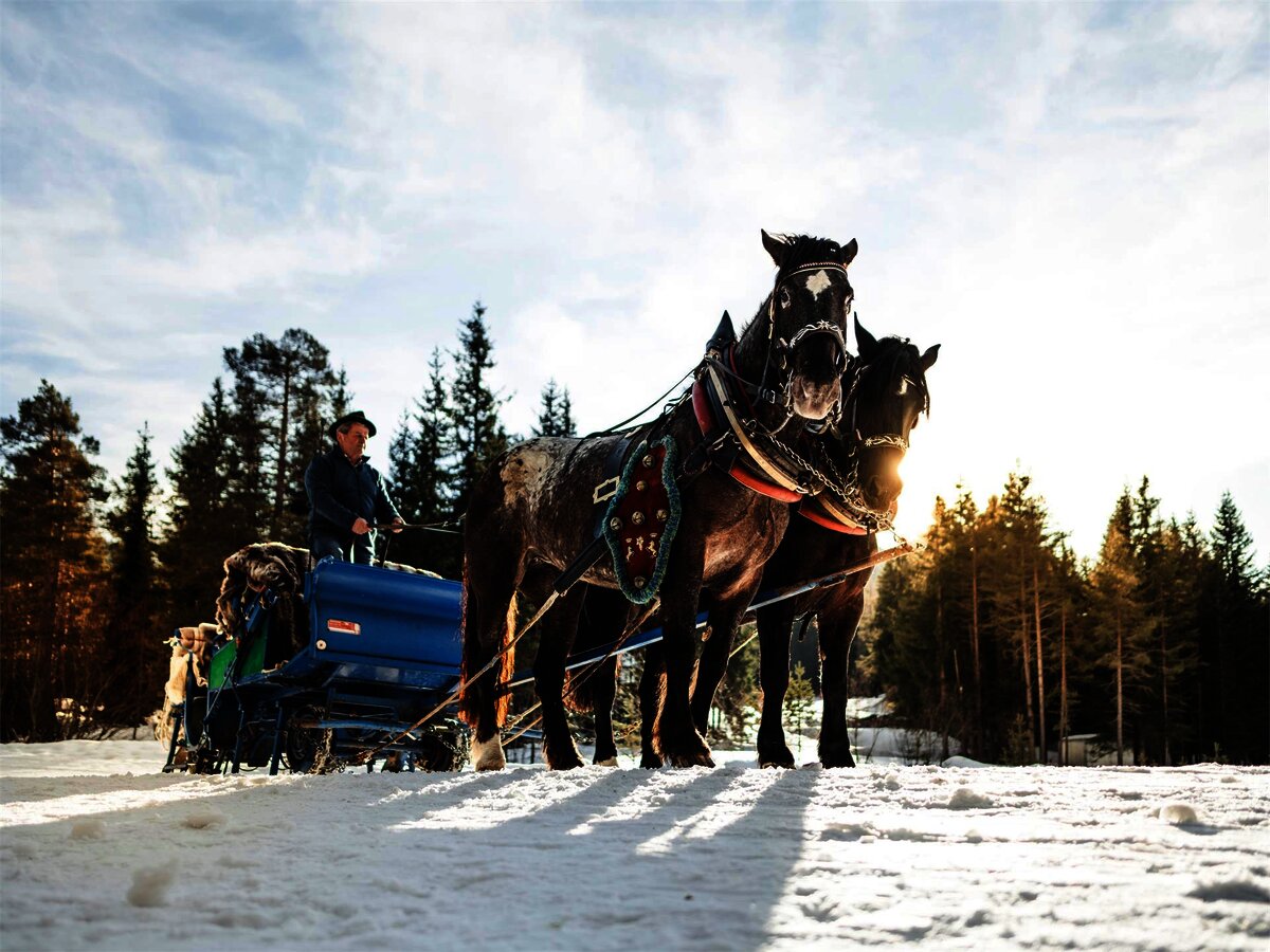 Excursions on horse-drawn sleigh